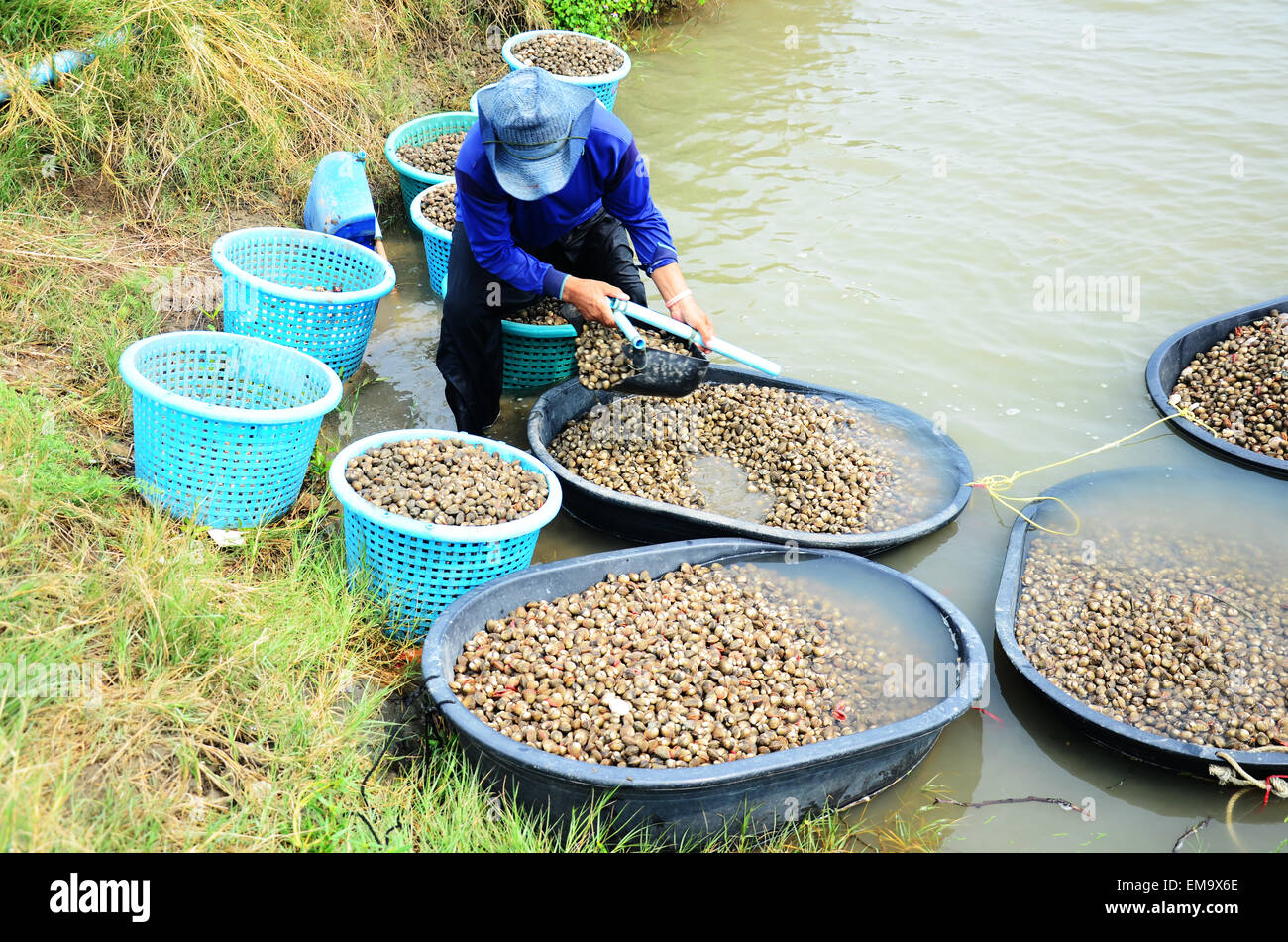 Thai people aquaculture cockle farm and catching for sale at ...