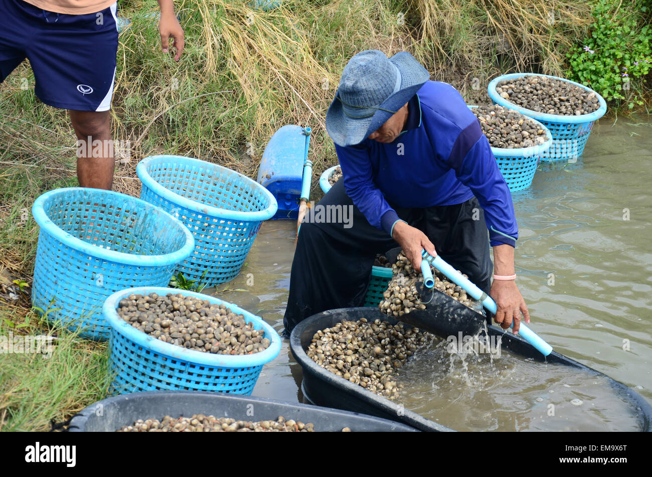 Thai people aquaculture cockle farm and catching for sale at ...