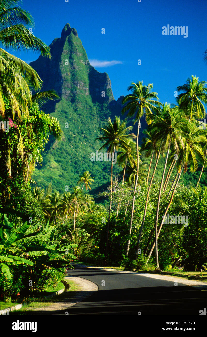 French Polynesia, Moorea, Road To Mount Rotui, Tropical Green ...