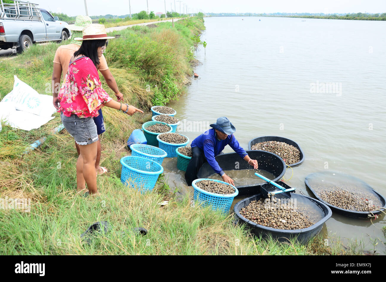 Thai people aquaculture cockle farm and catching for sale at ...