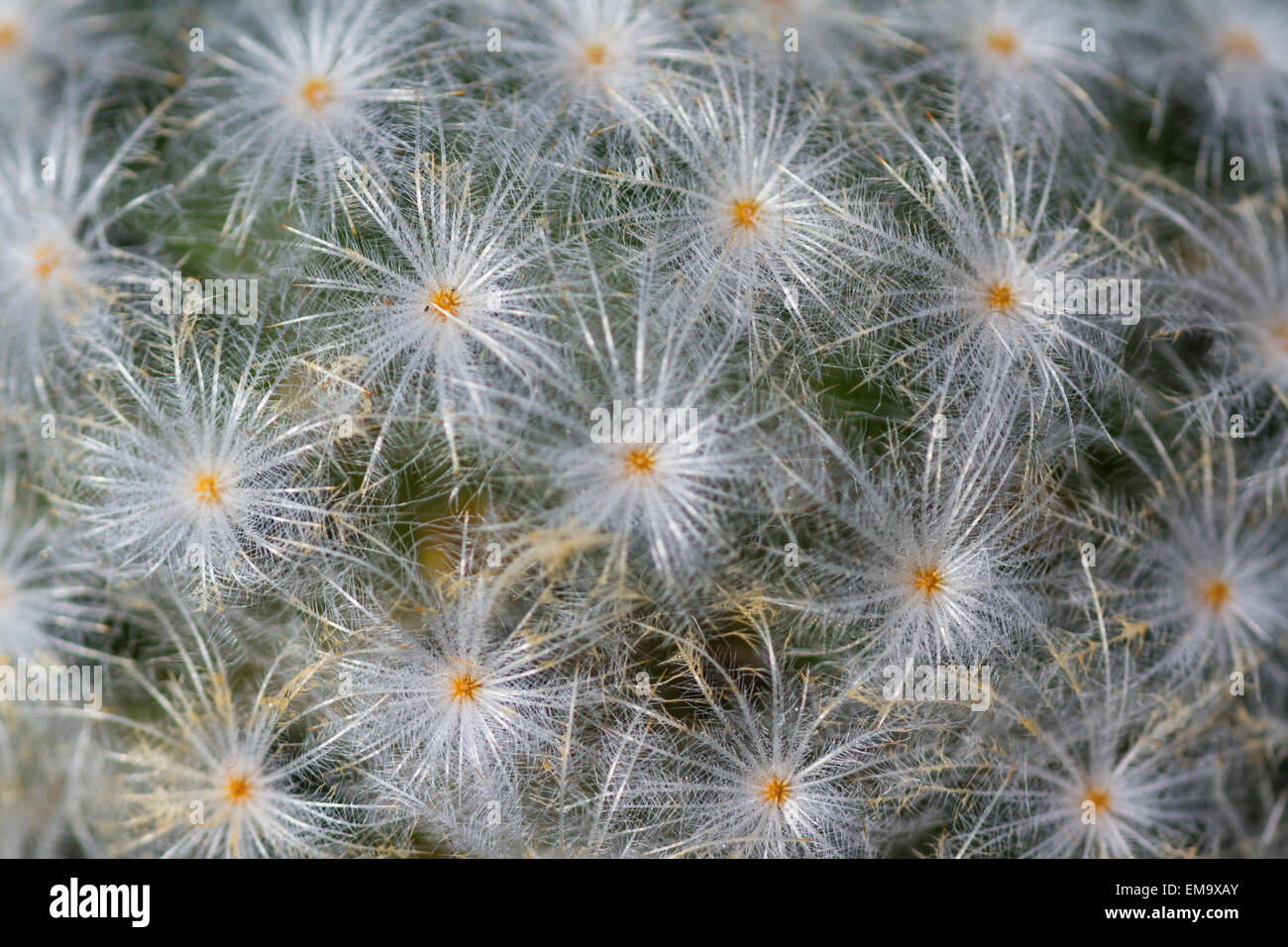 close up detail of an ornamental cactus for a texture background Stock ...