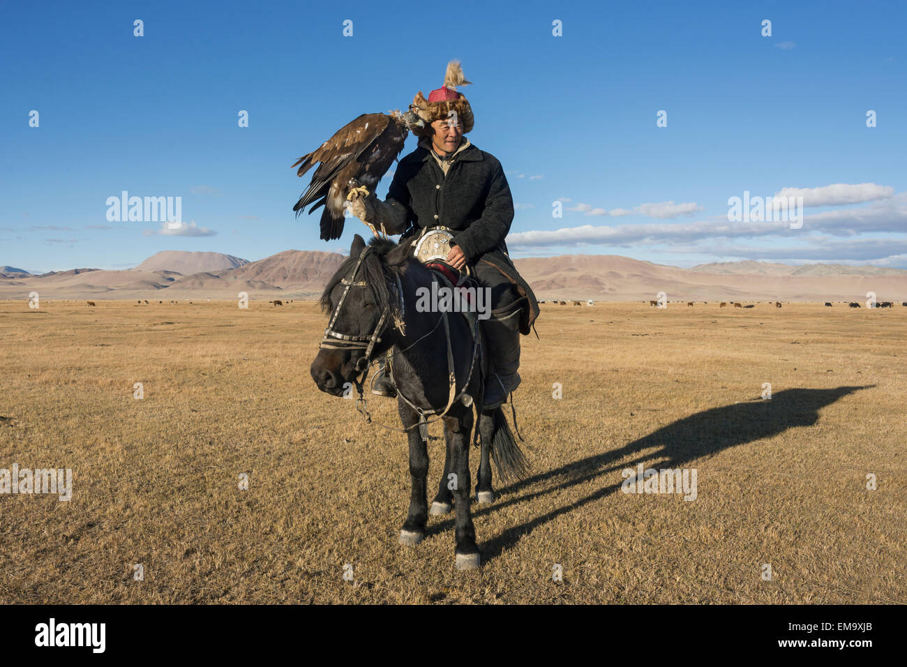 Mongolian eagle trainer with his golden eagle, late day near Olgii ...