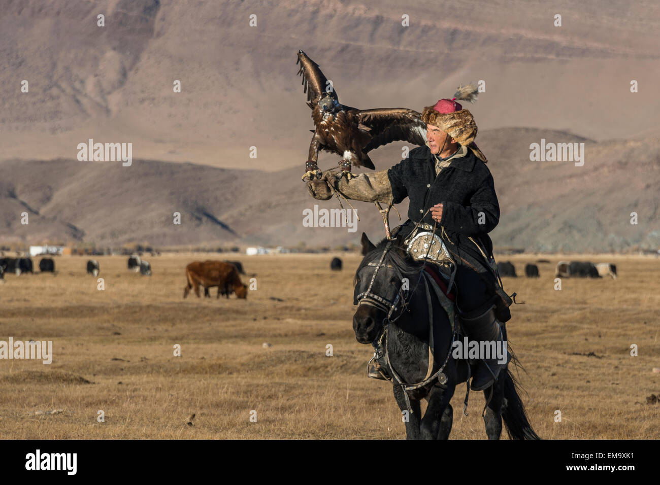Eagle trainer riding with his golden eagle, near Olgii, Western ...