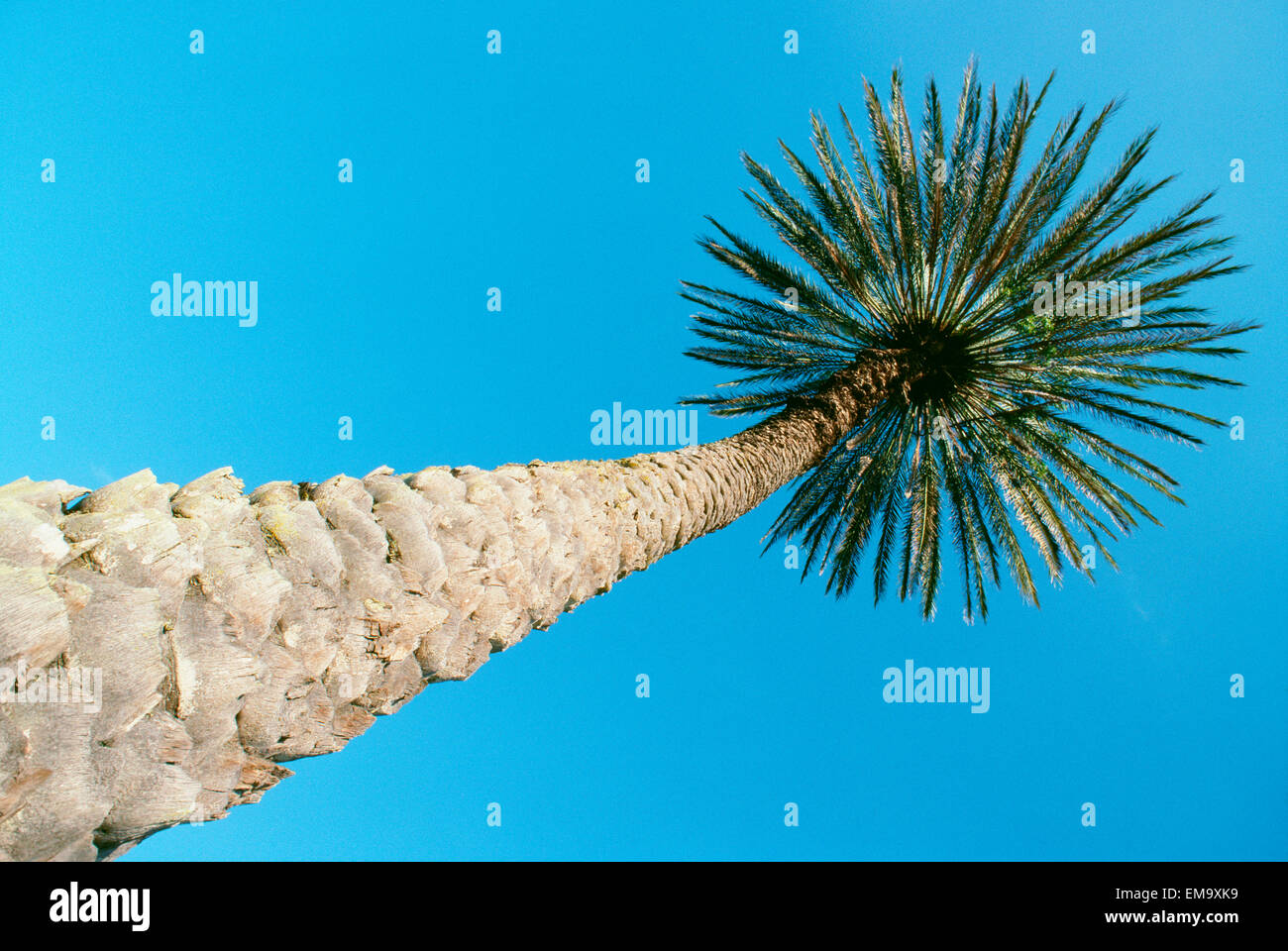 Upward View Of Tall Palm Tree, Thick Bark, Blue Sky In Background Stock ...