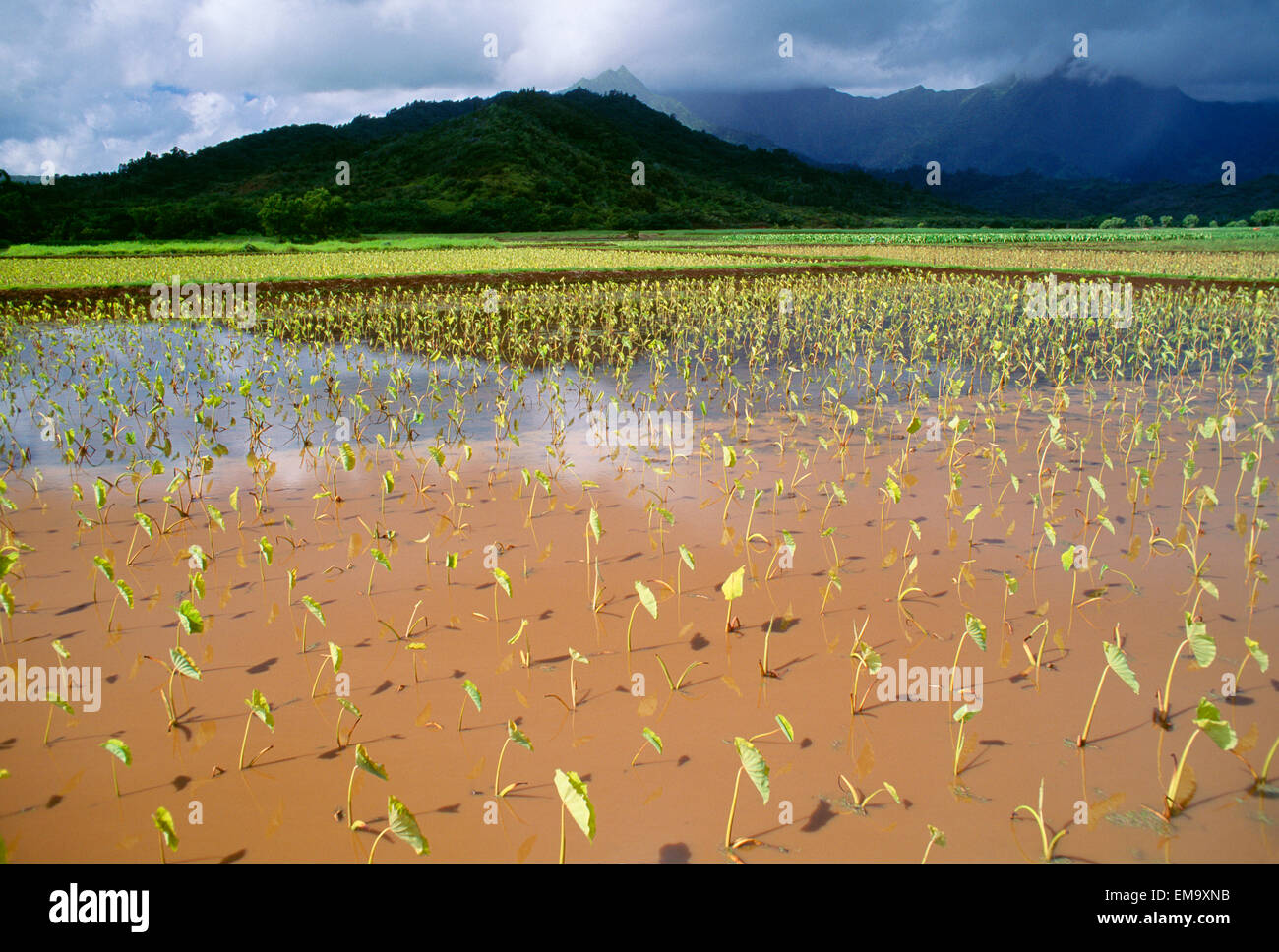 Hawaii, Kauai, Hanalei Valley, Close-Up Wet Taro Farm, New Plants Stock ...