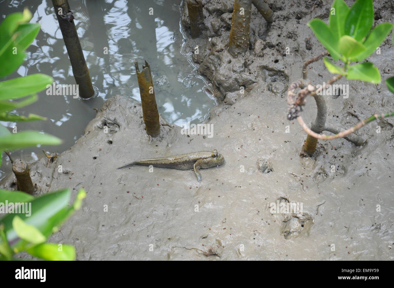 Amphibious or Mudskipper fish in Mangrove forest or Intertidal forest ...