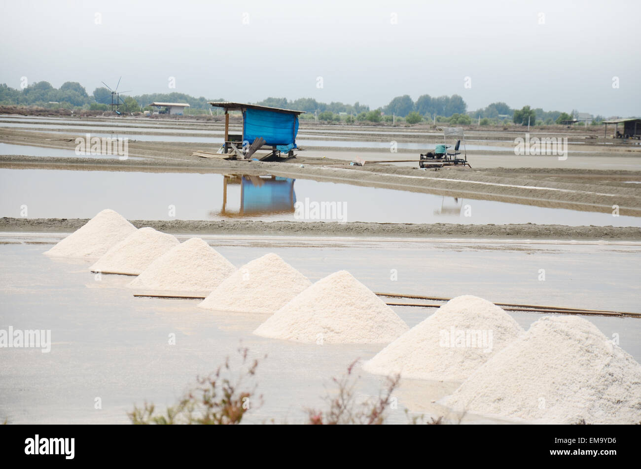Thai people keeping salt from Salt farming or Salt evaporation pond to ...