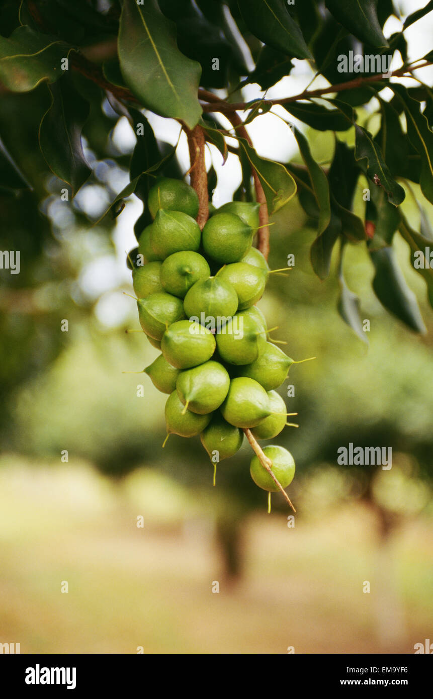 Hawaii, Big Island, Closeup Of Macadamian Nuts On A Tree Stock Photo ...