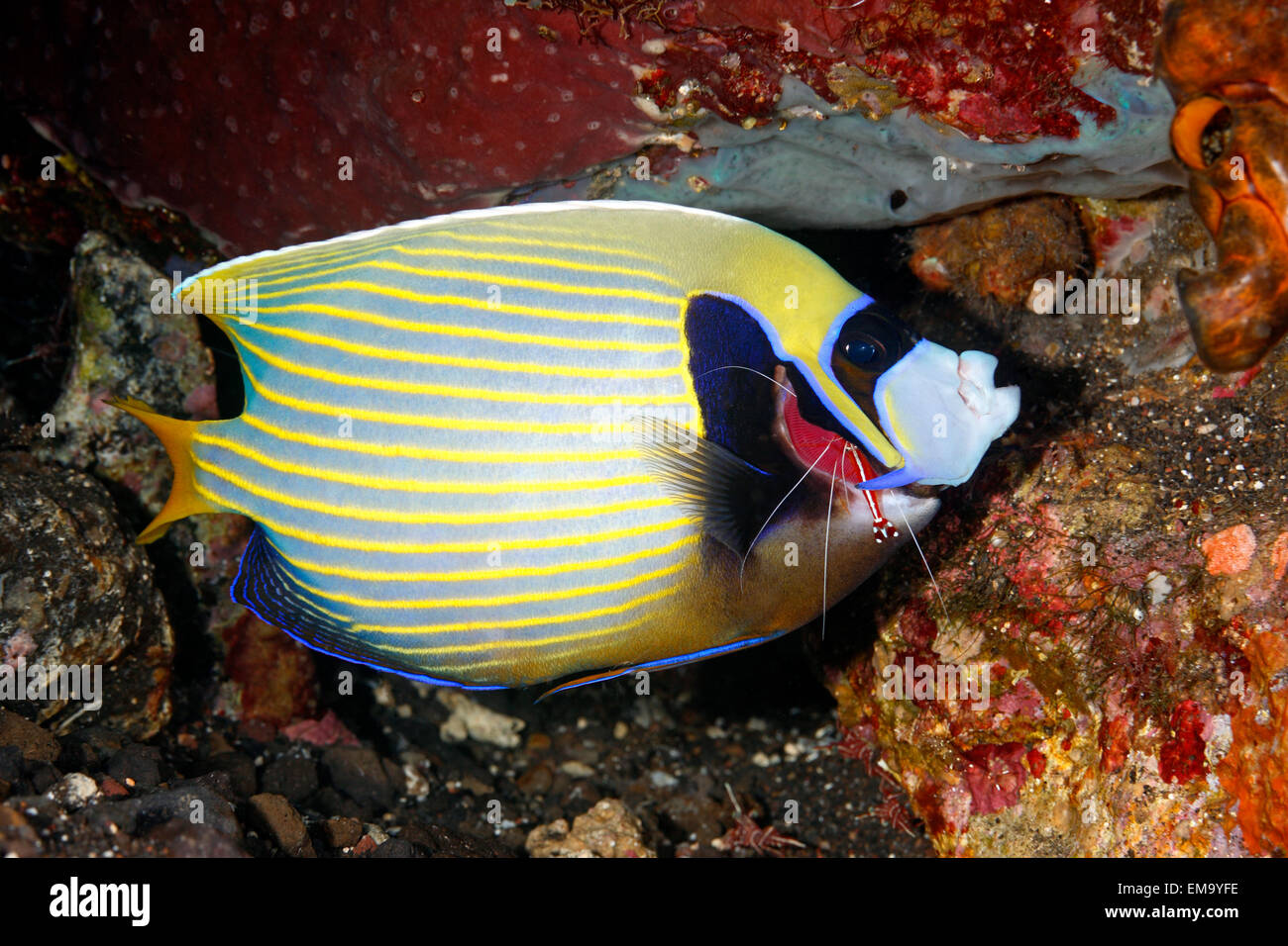 Emperor angelfish shrimp hi-res stock photography and images - Alamy