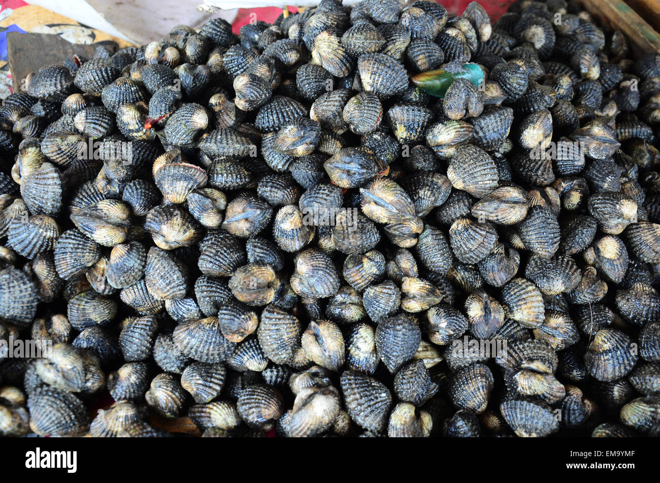 Cockle sale for cooking at Seafood market in Bangkok Thailand Stock ...