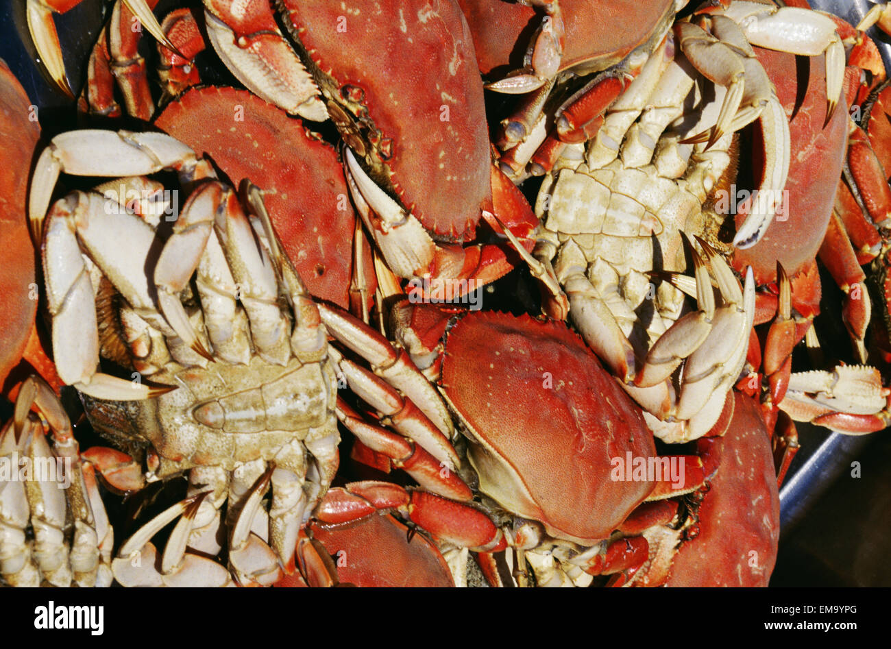 Oregon, Garibaldi, Crabbing, Commercial Fishing Industry Stock Photo ...
