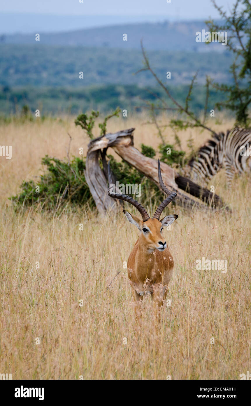 Deer africa hi-res stock photography and images - Alamy