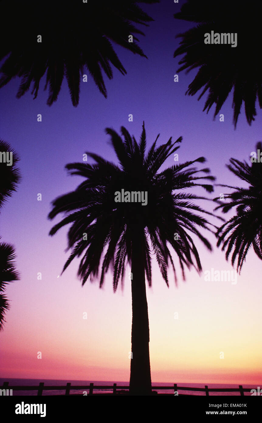 View Of Single Palm Tree, Surrounded By Other Palm Tree Tops ...