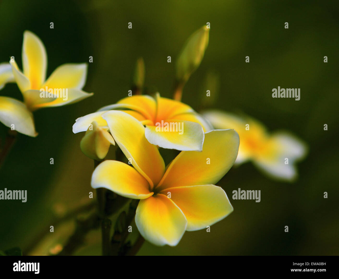 Yellow Plumeria Blossoms Growing From Tree Stock Photo - Alamy