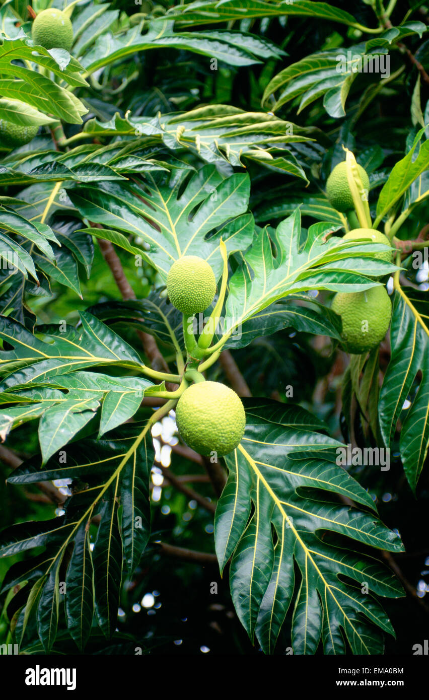 Breadfruit tree hawaii hi-res stock photography and images - Alamy
