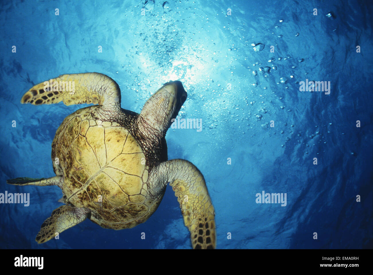 Waikiki shell hi-res stock photography and images - Alamy