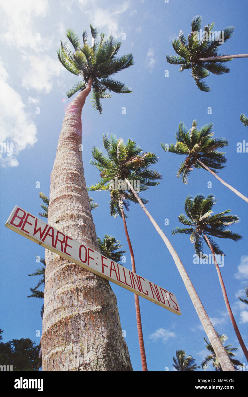 Fiji, Vanua Levu, Tall Coconut Trees And Sign Beware Of Falling Nuts ...