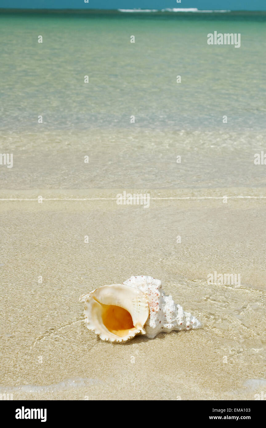 Tropical Seashell On The Beach With Gorgeous Clear Blue Ocean Behind ...