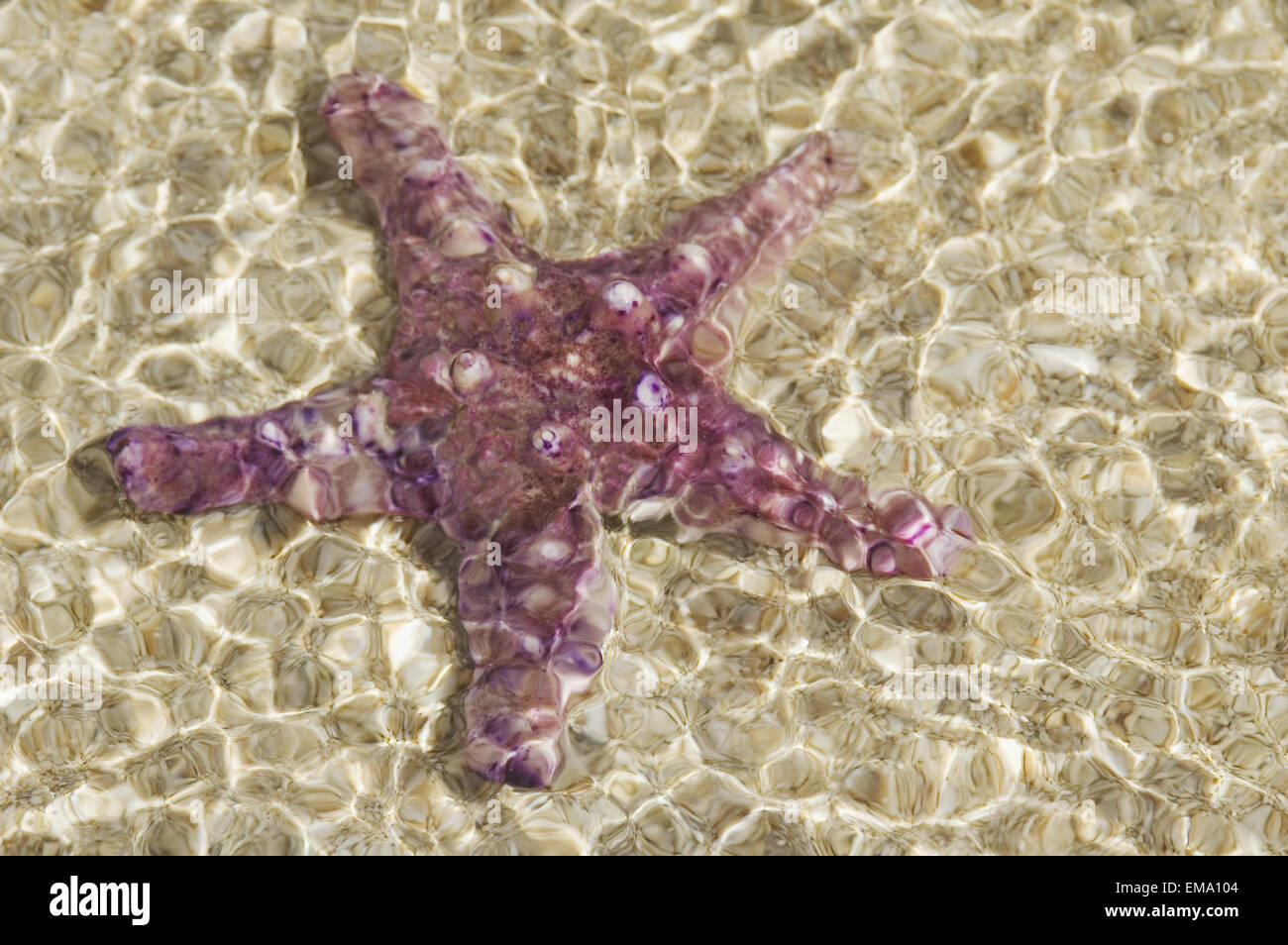 Close-Up Of Purple Starfish Seen Through Crystal Clear Rippling Water ...