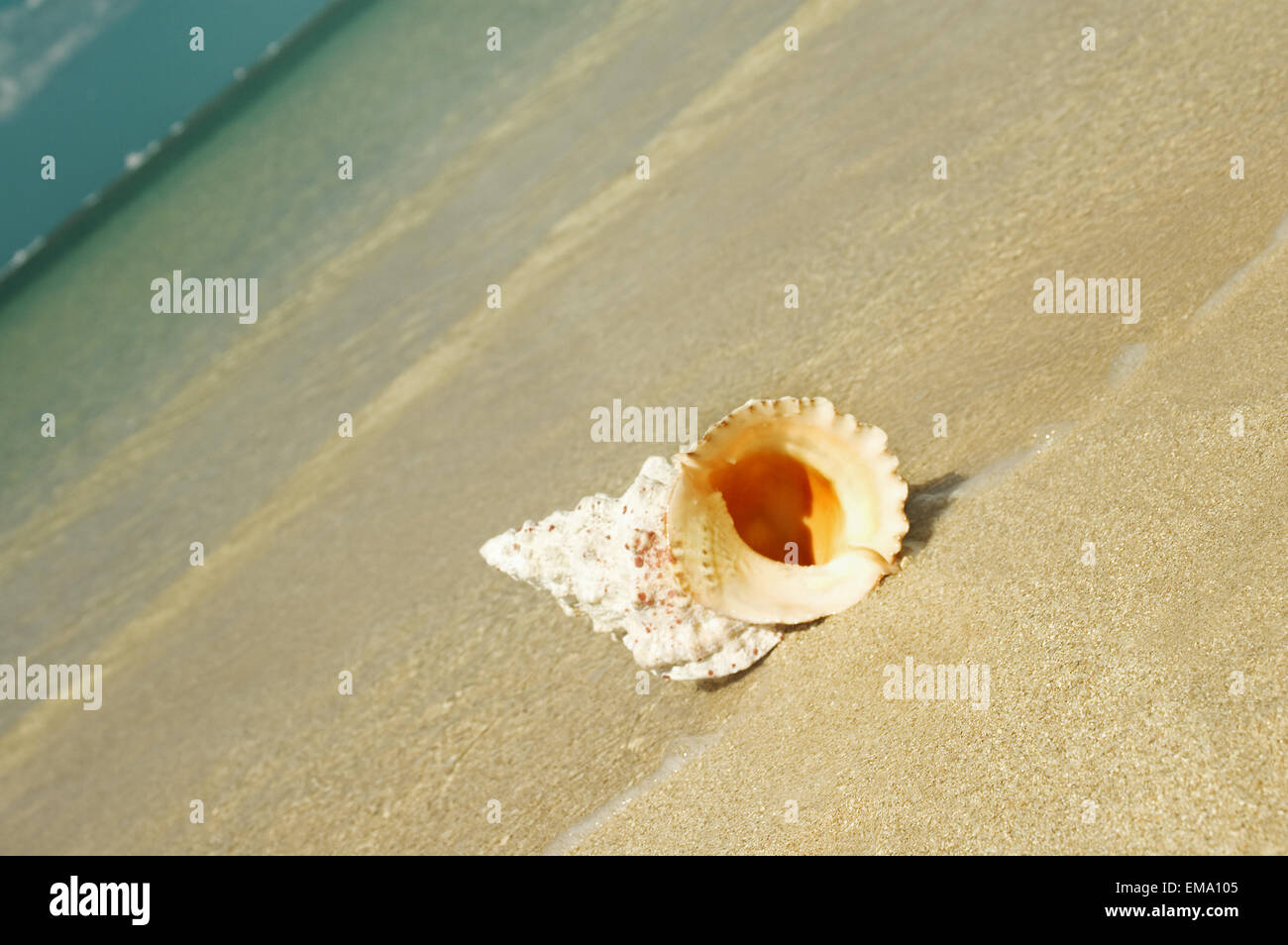 Tropical Seashell On The Beach With Gorgeous Clear Blue Ocean Behind ...