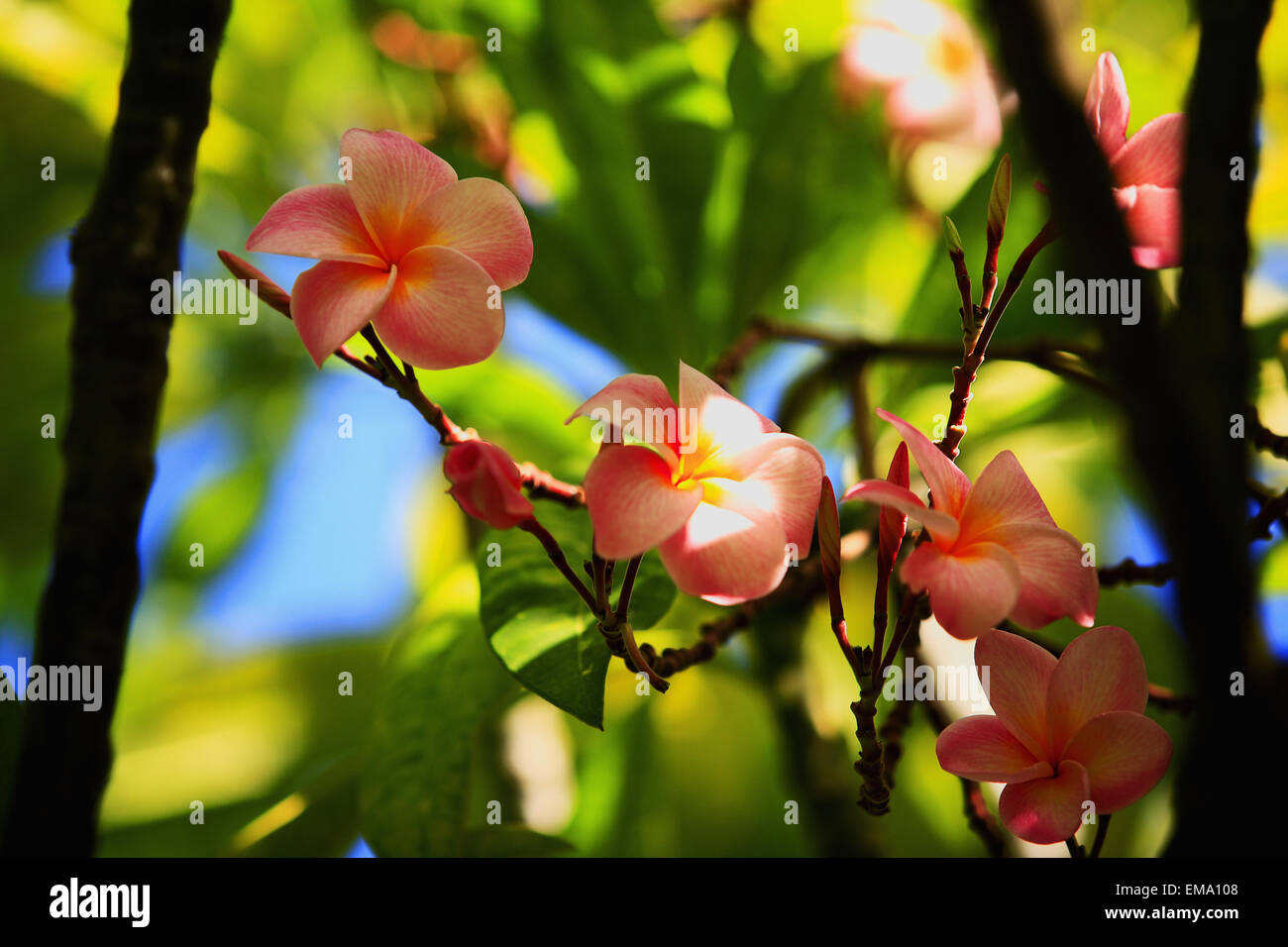 Pink Plumeria Blossoms Growing From Tree Stock Photo - Alamy