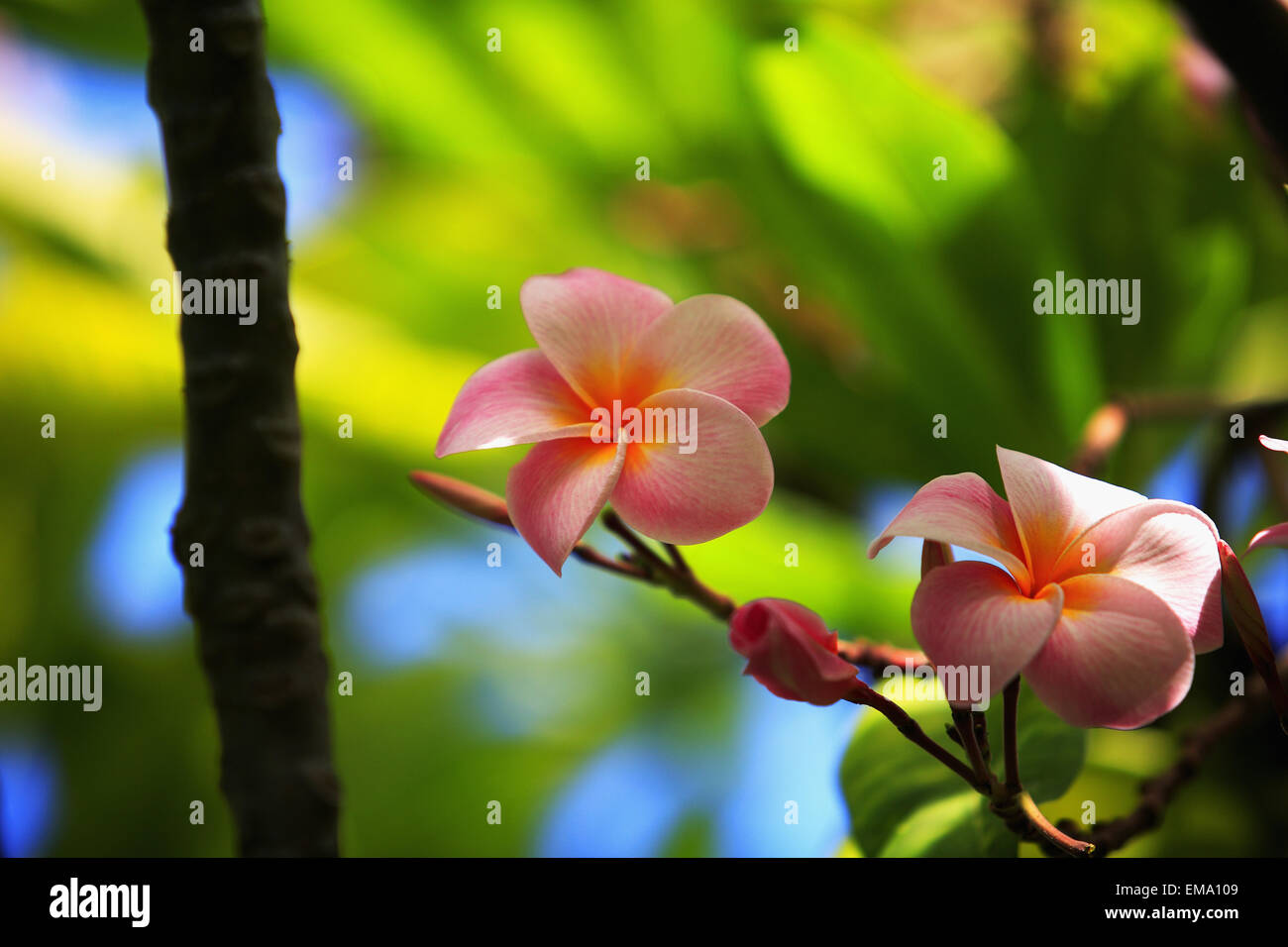 Pink Plumeria Blossoms Growing From Tree Stock Photo - Alamy