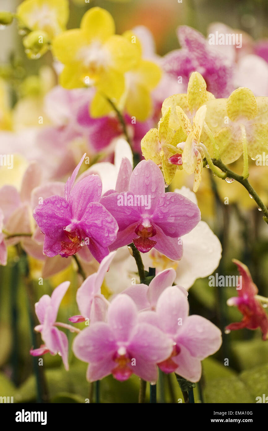 Hawaii, Field Of Pink And Yellow Orchids Stock Photo - Alamy