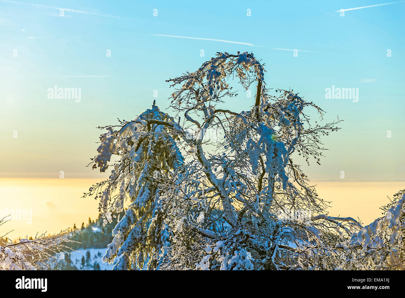 sunrise under the winter calm mountain landscape with beautiful fir ...