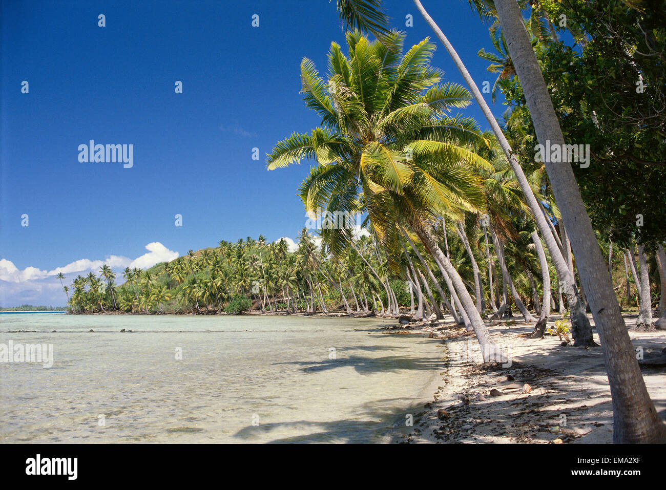 French Polynesia, Tahiti, White Sand Beach Lined With Coconut Trees ...