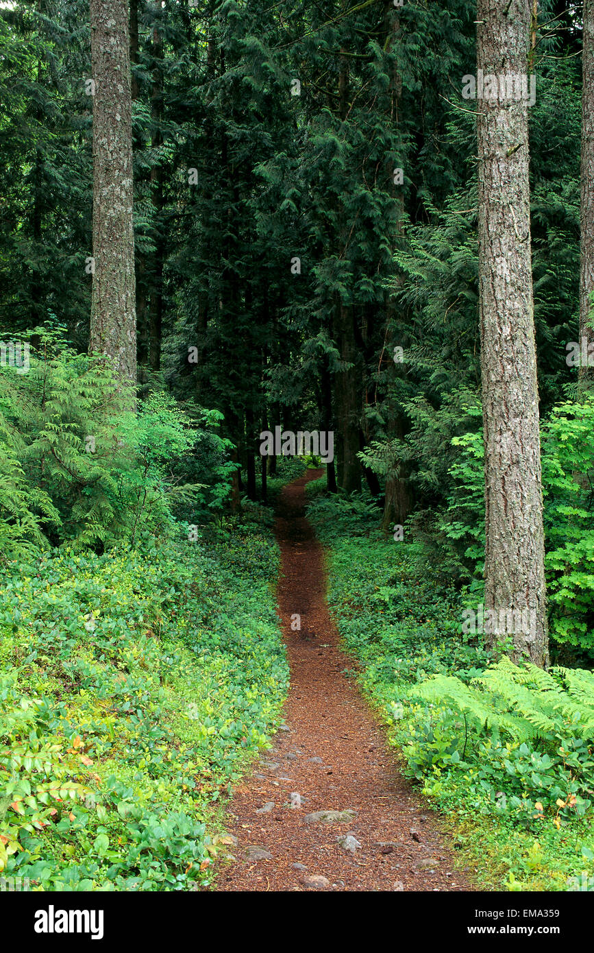 Old Oregon Trail, Trail On Barlow Road Route, Mt. Hood National Forest ...