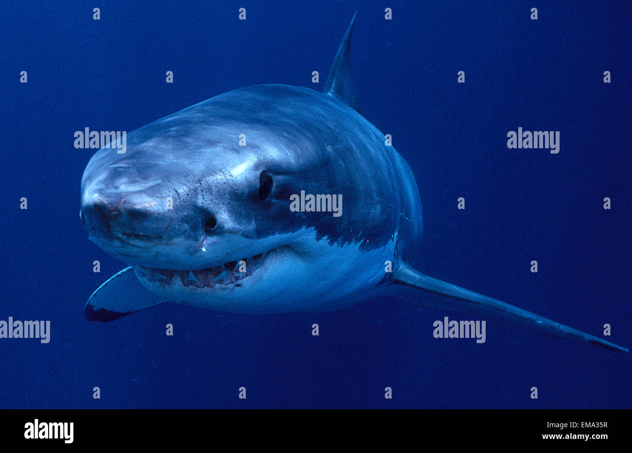 Australia, Great White Shark Heading Straight For Camera Surface ...