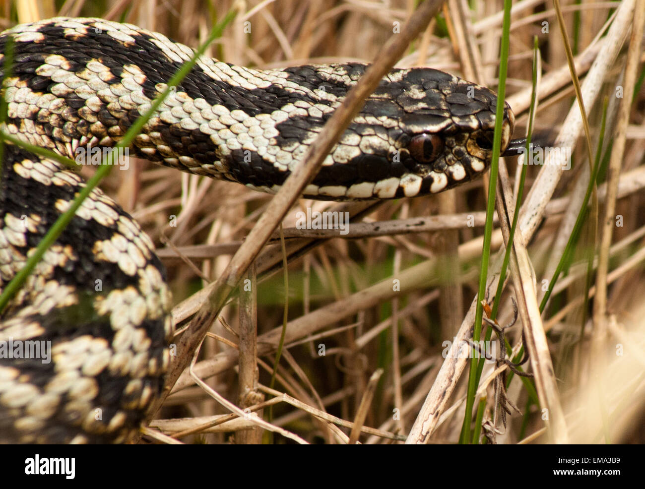 Cornwall adder hi-res stock photography and images - Alamy
