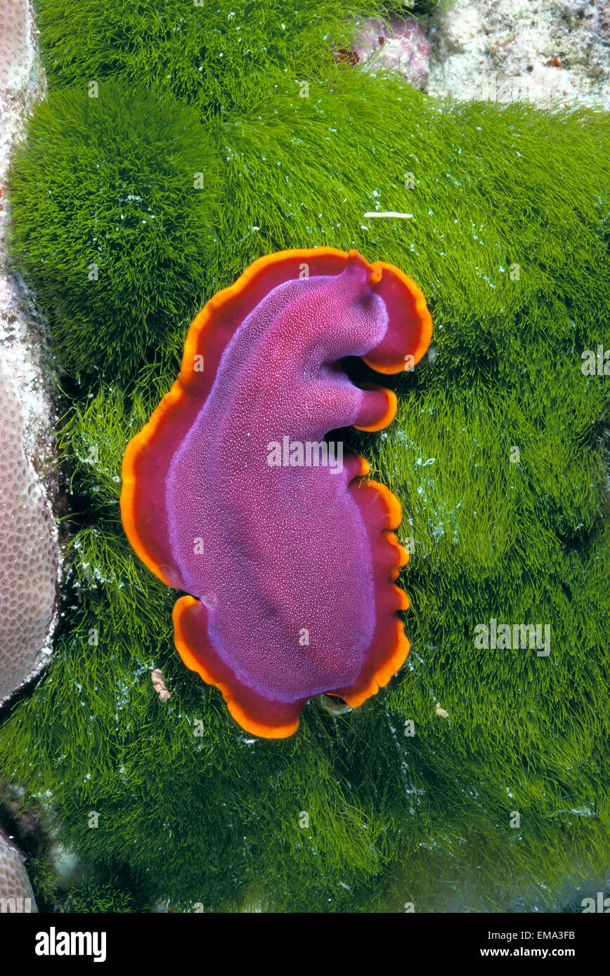 Fiji, Lau Islands, Flatworm Red And Pink With Yellow Trim, Green ...