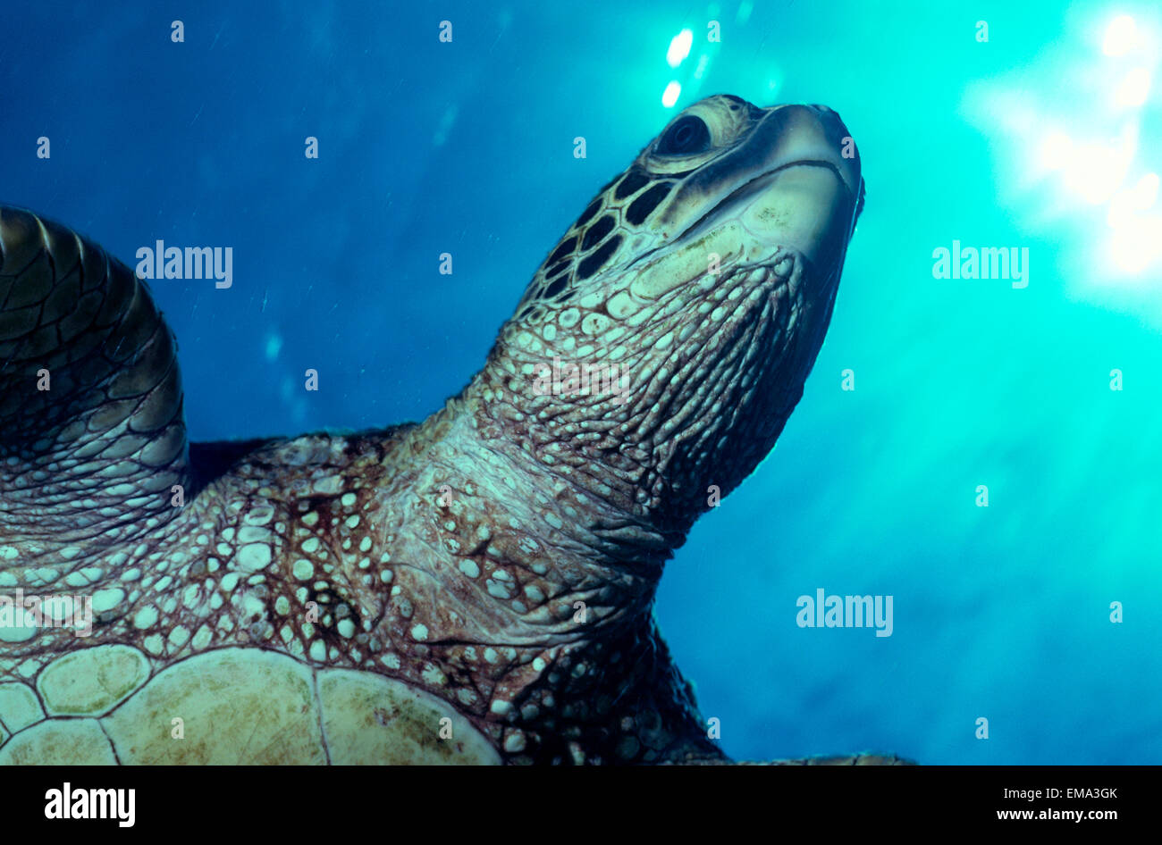 Hawaii, Big Island, Kona, Green Sea Turtle Free Swimming, Close-Up Of ...