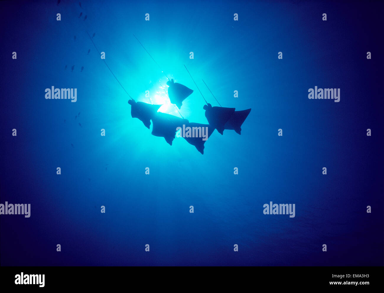 Silhouette spotted eagle ray aetobatus hi-res stock photography and ...