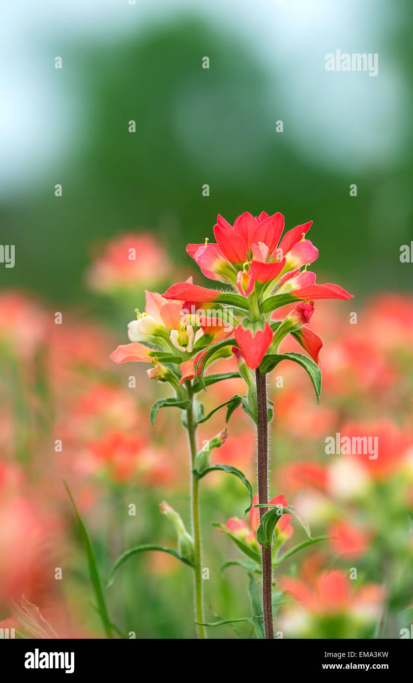 Indian spring hi-res stock photography and images - Alamy