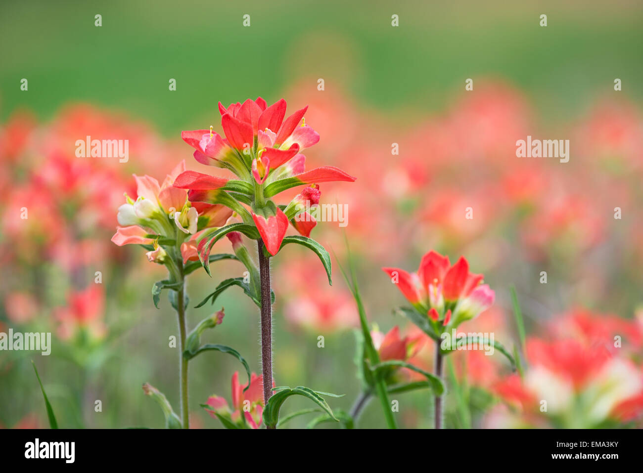 Indian spring hi-res stock photography and images - Alamy