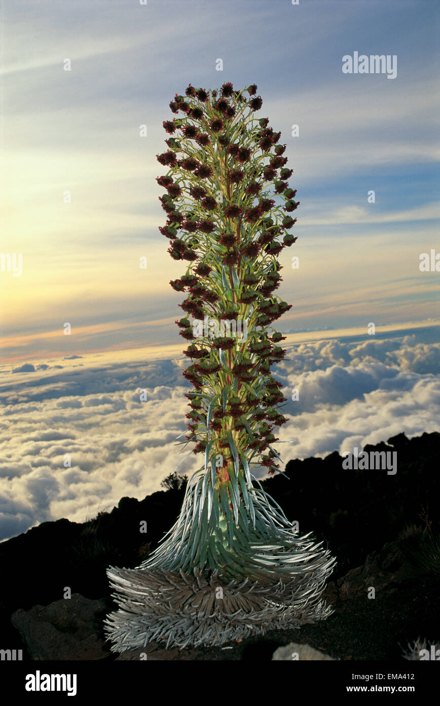 Hawaii, Maui, Silver Sword On Haleakala Crater Blooming, View ...