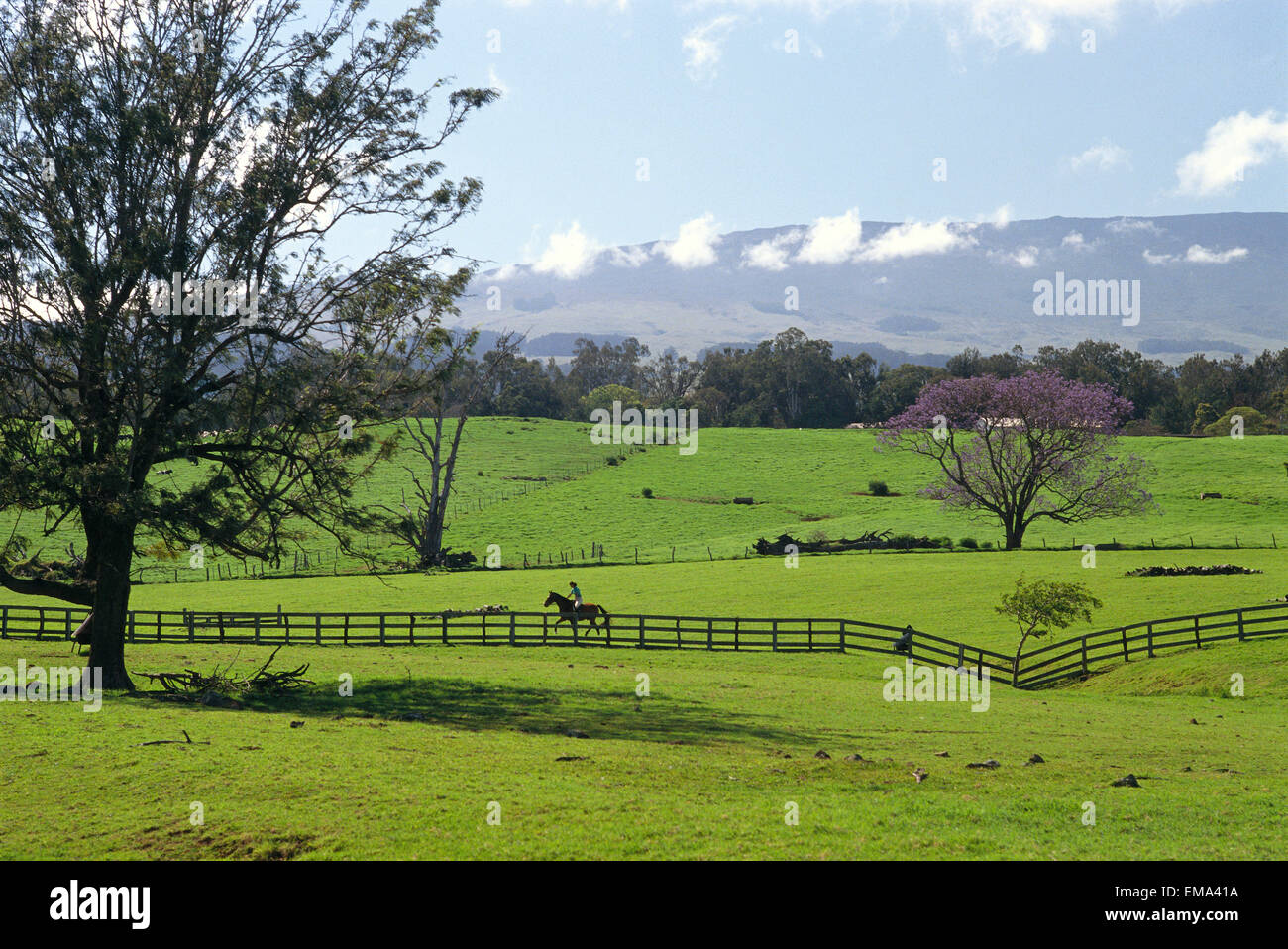 Hawaii, Maui, Upcountry Horseback Rider On Ranch, Peaceful Scenic A48E ...