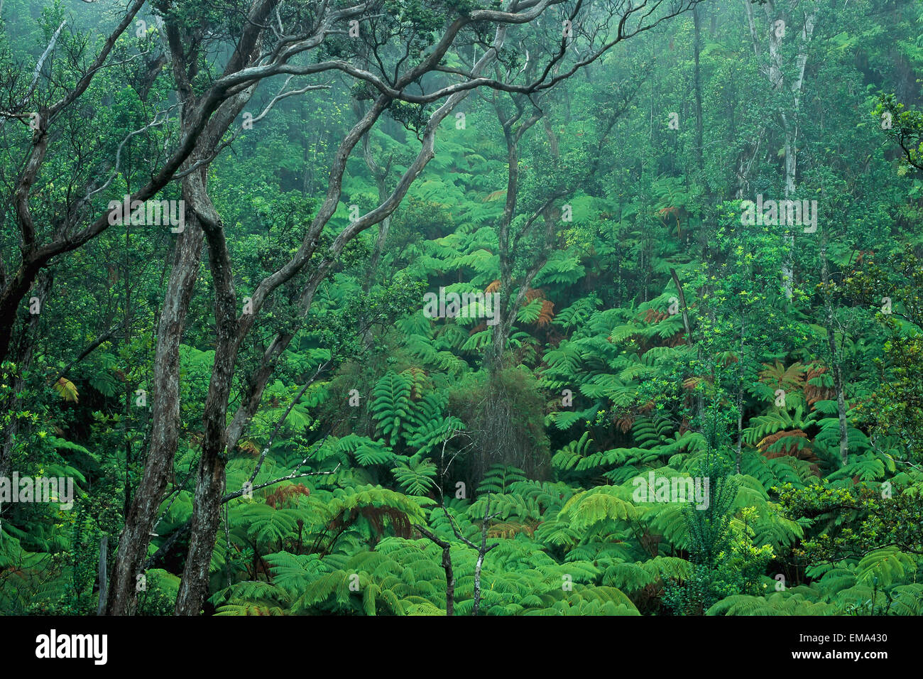 Hawaii, Big Island, Hawaii Volcanoes National Park, Fern Ohia Forest ...