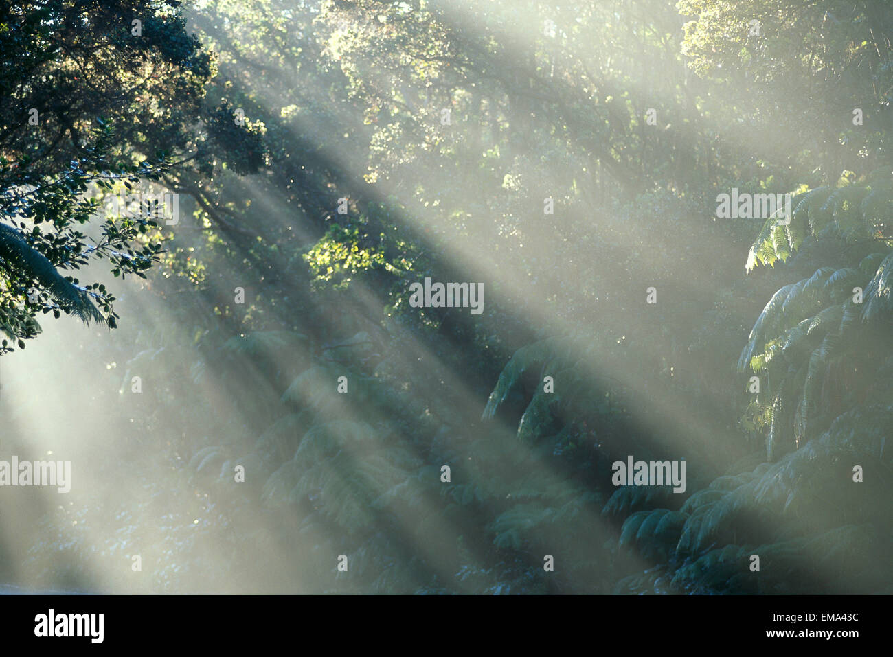 Hawaii, Big Island, Hawaii Volcanoes National Park, Mist Through Trees ...