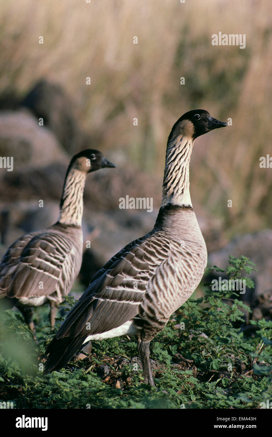 Hawaii, State Bird, Nene Goose, Hawaiian Goose, Two A47B Stock Photo ...