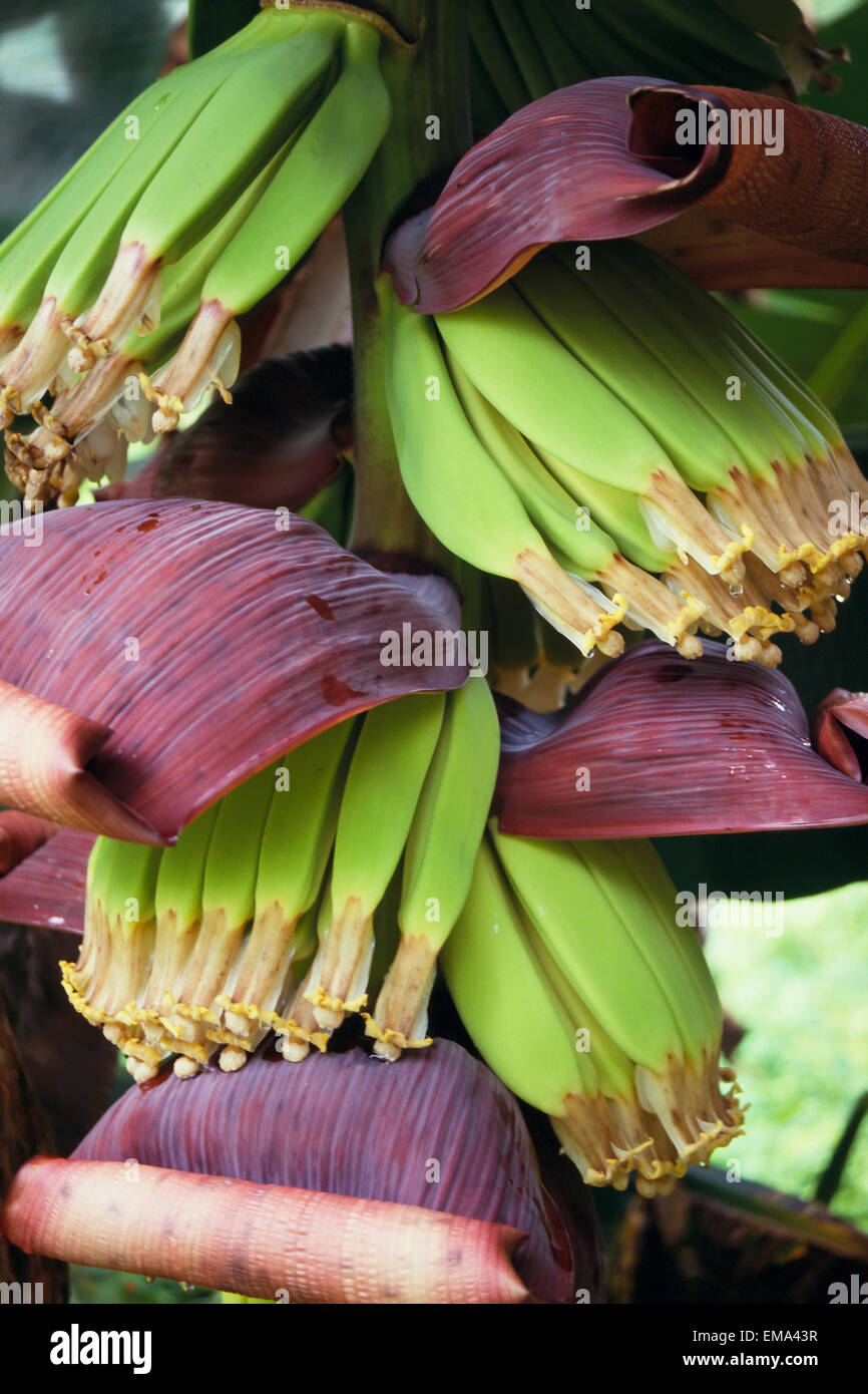 Young Bananas Purple Leaves, Graphic Shot A57D Stock Photo - Alamy
