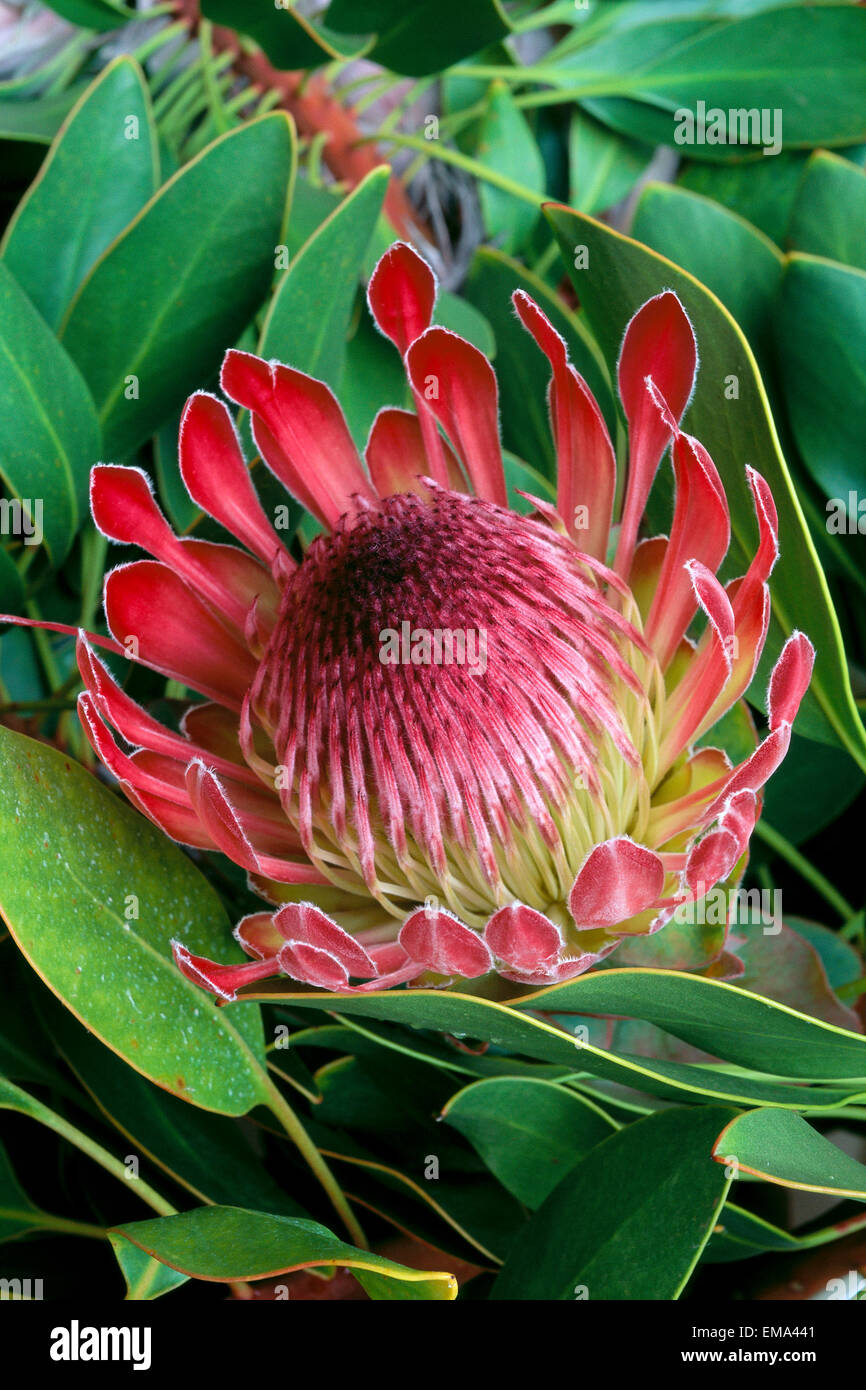 Hawaii, Maui, Kula, Protea Flower Close-Up In Bloom On Plant A23H Stock ...