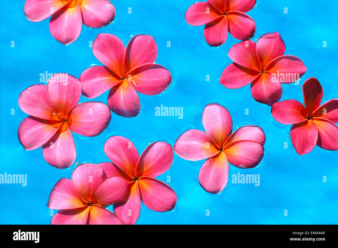Red Plumeria Flower Floating On Water Surface A23J Stock Photo - Alamy