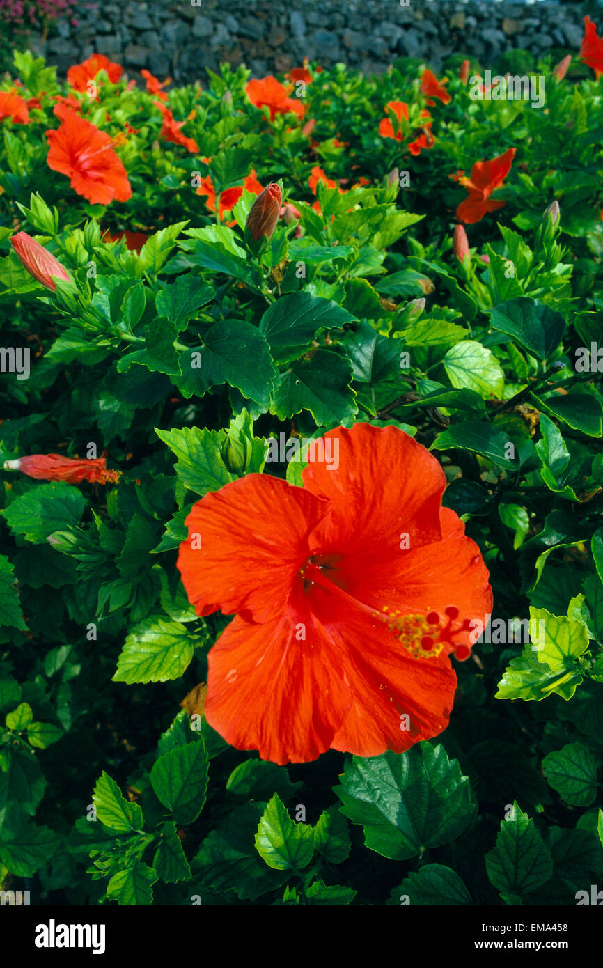 Hawaii, Field Of Red Hibiscus On Plant A23D Stock Photo - Alamy