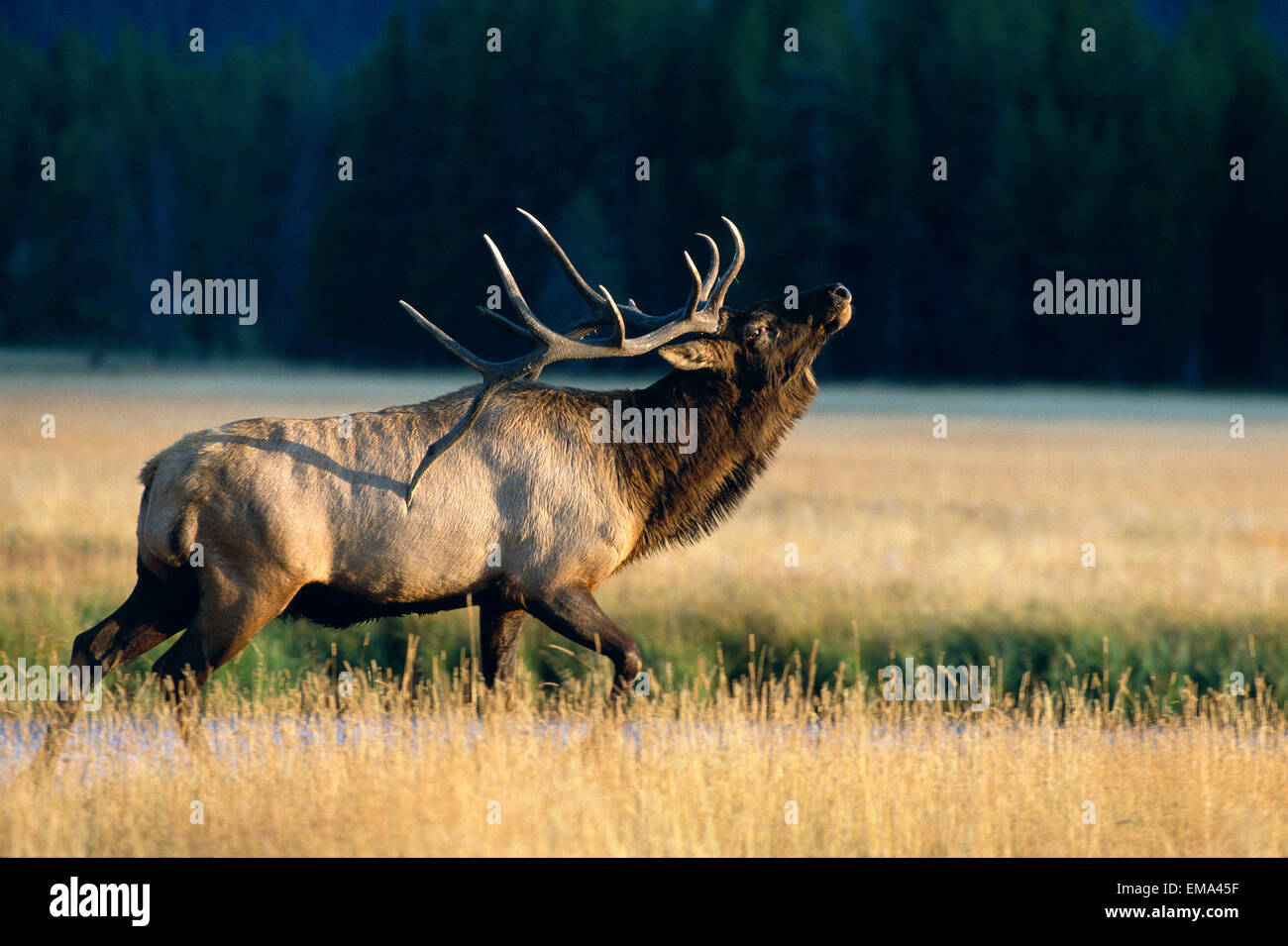Side view bull elk bugling hi-res stock photography and images - Alamy