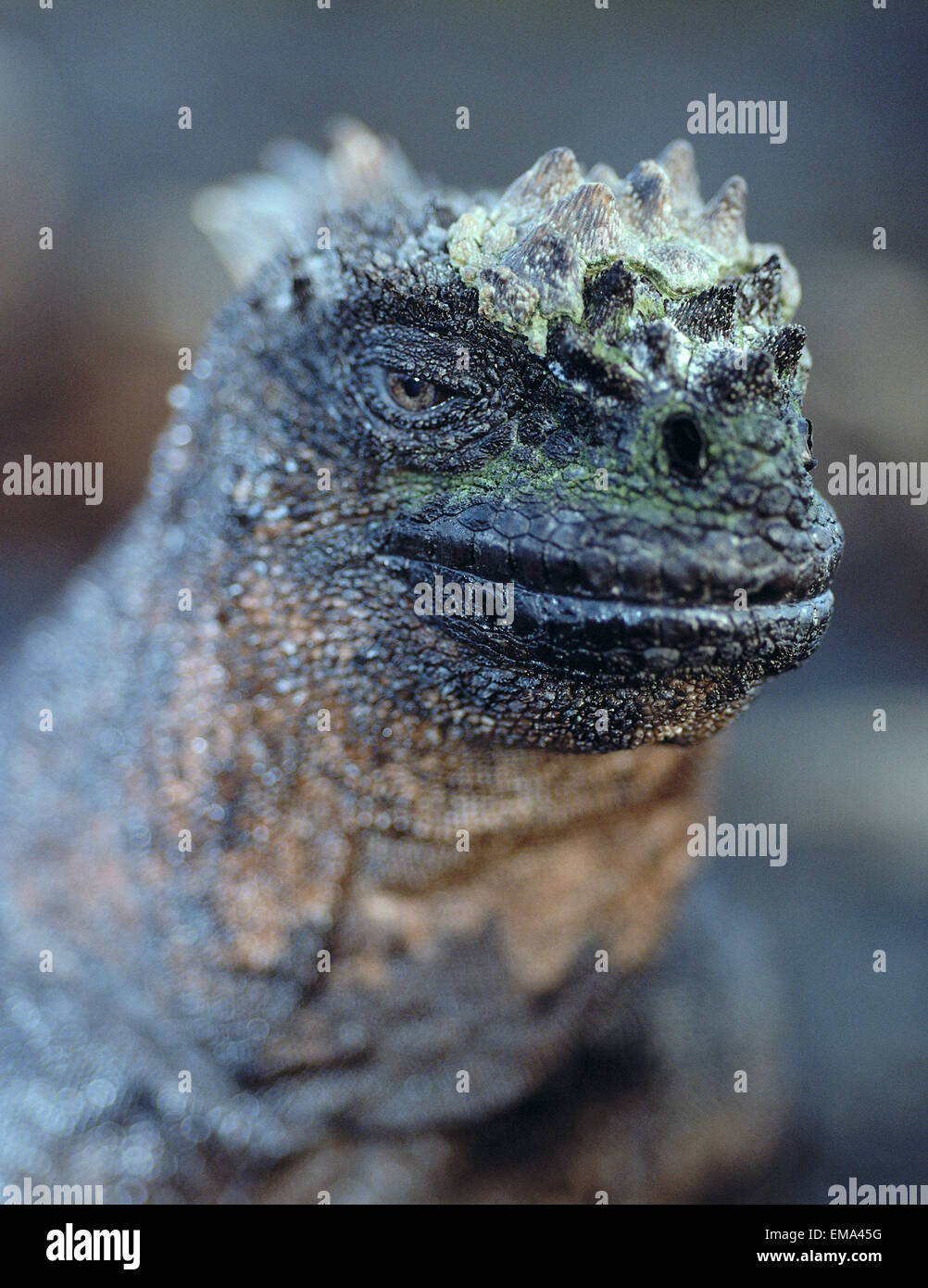 Marine Iguana Godzilla
