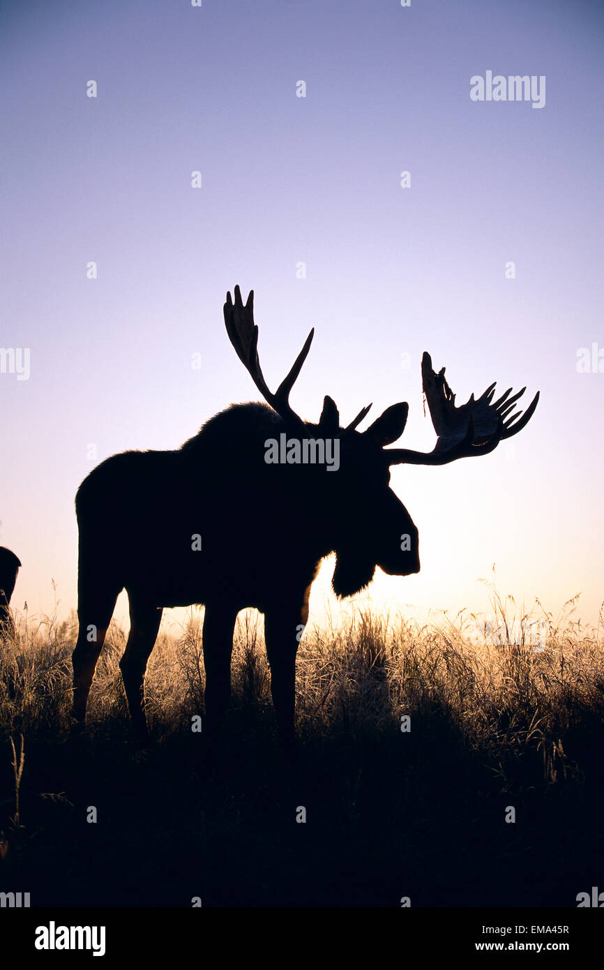 Alaska, Kenai National Wildlife Refuge, Moose Bull (Alces Alces ...