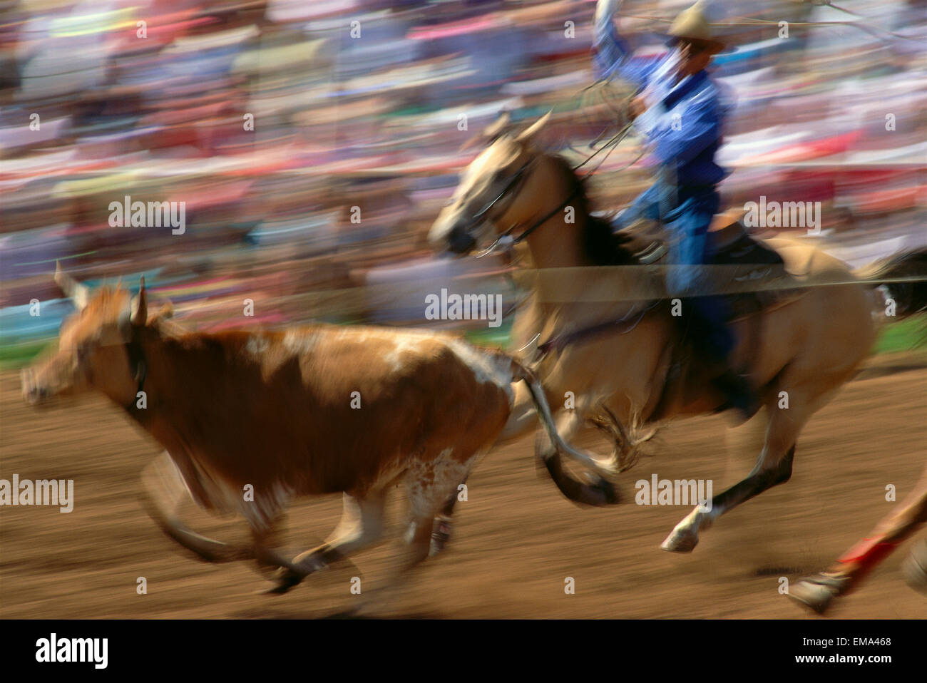 Hawaii, Maui, Makawao, Roping A Cow, Fourth Of July Rodeo Blurred ...